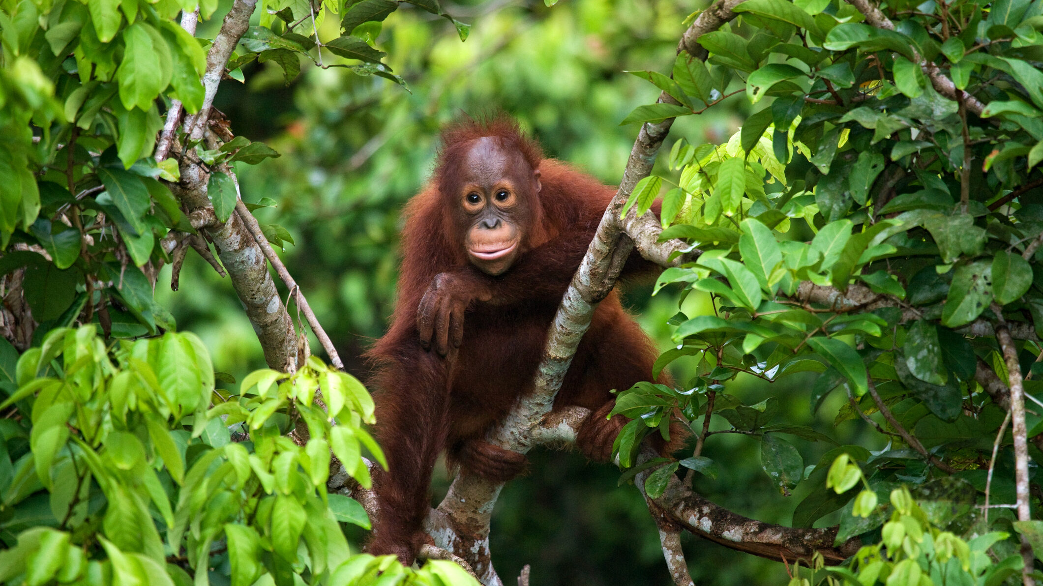 Where Does The Orangutan Live Discover Its Natural Habitat